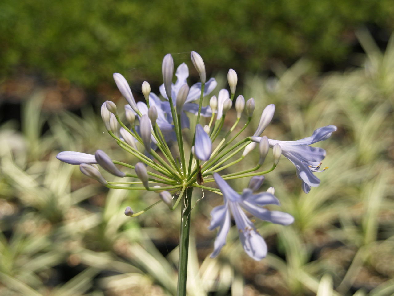 Agapanthus 'Tinkerbell' (Dwarf Variegated Agapanthus)