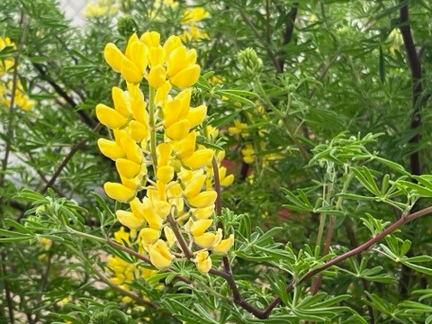 Lupinus arboreus (Tree Lupine)