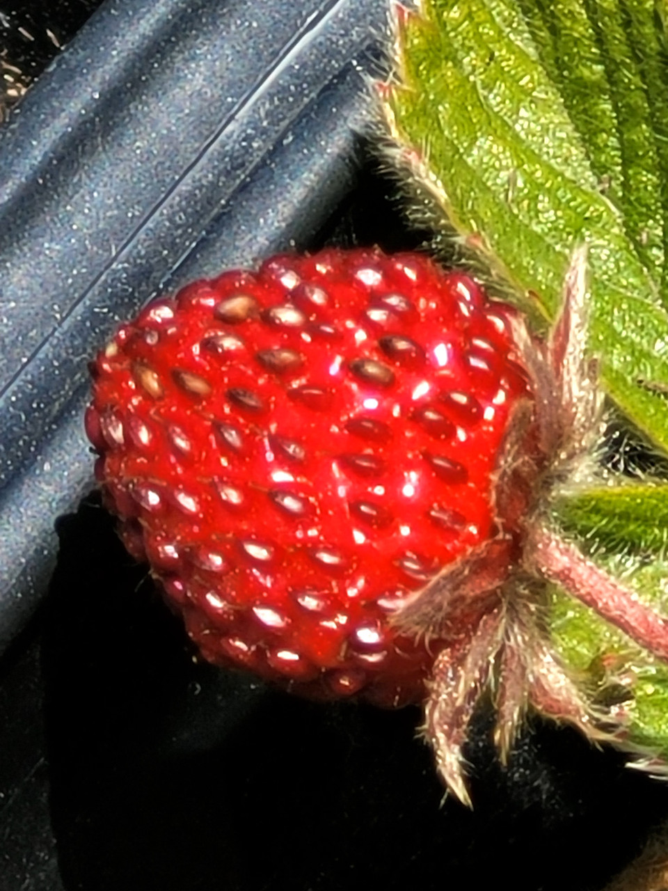 Fragaria vesca 'Montana de Oro' (Woodland Strawberry)
