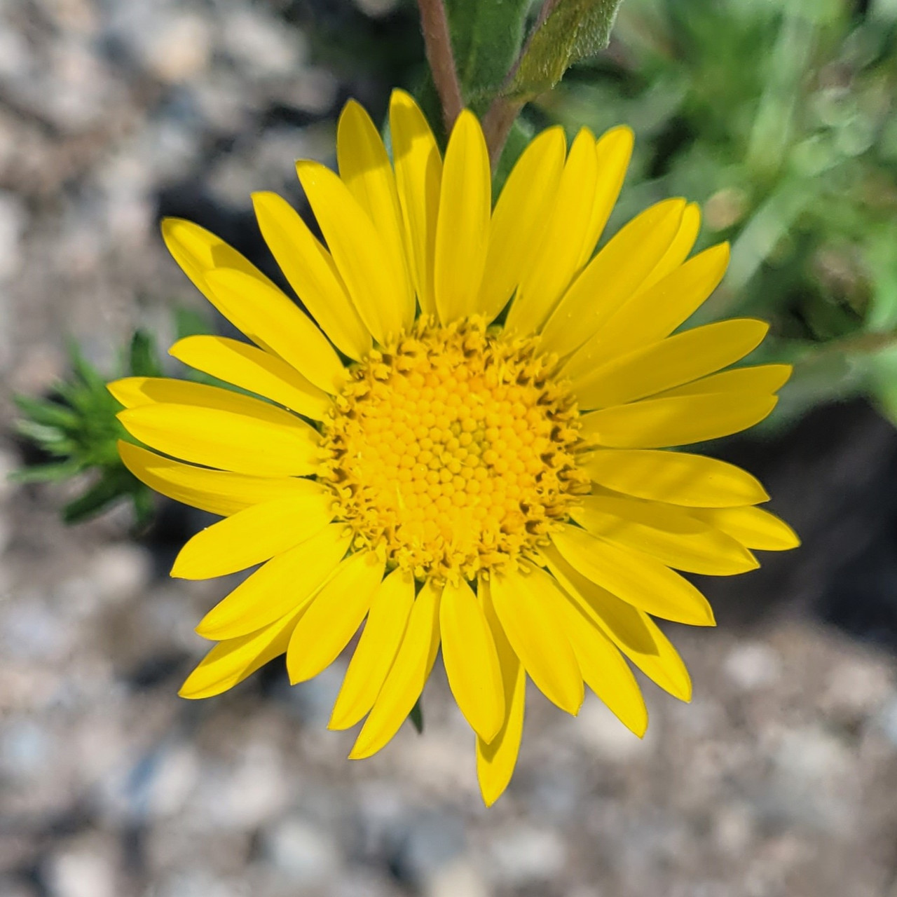 Grindelia stricta (Coastal gumweed)