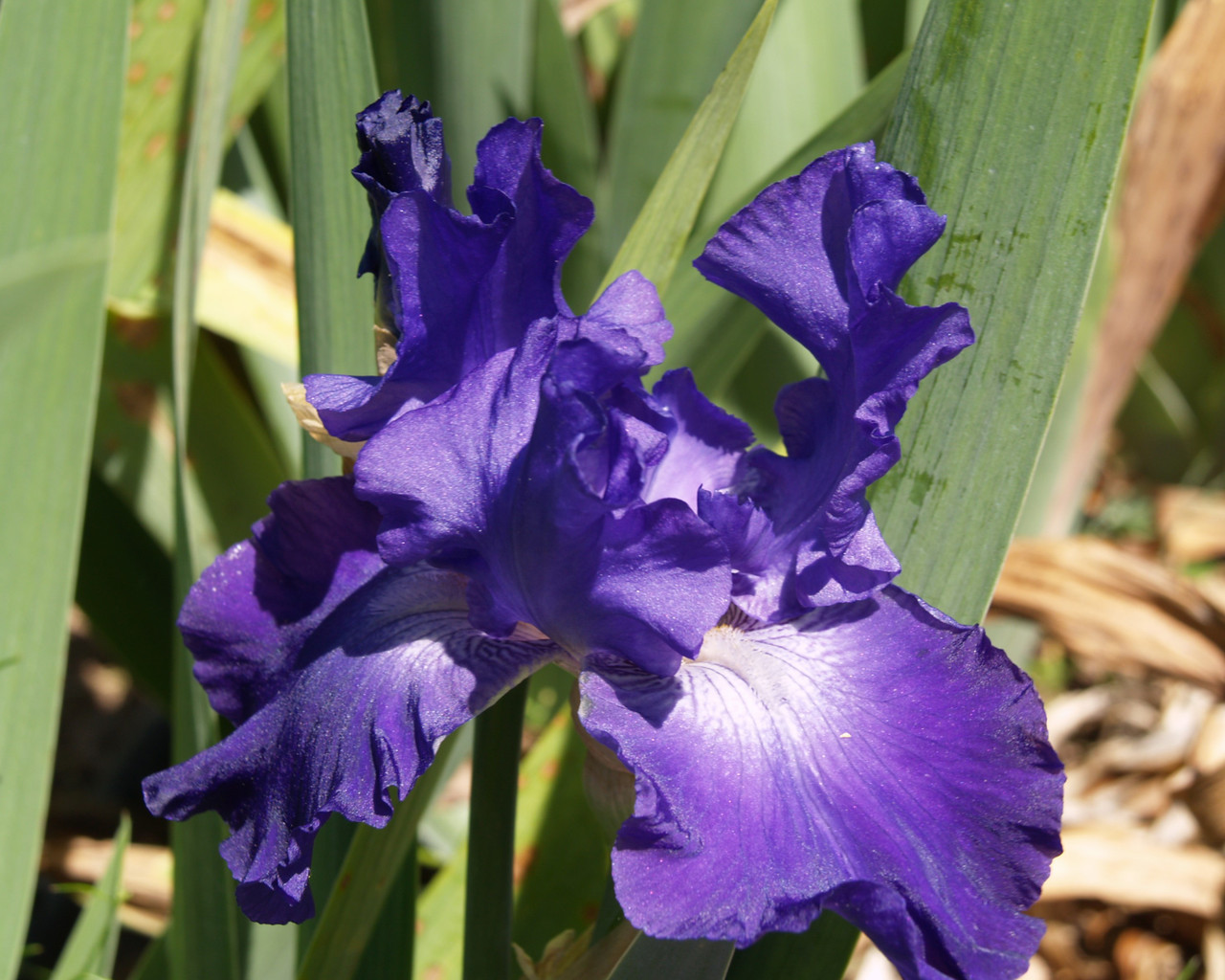 Iris g. 'Stellar Lights'