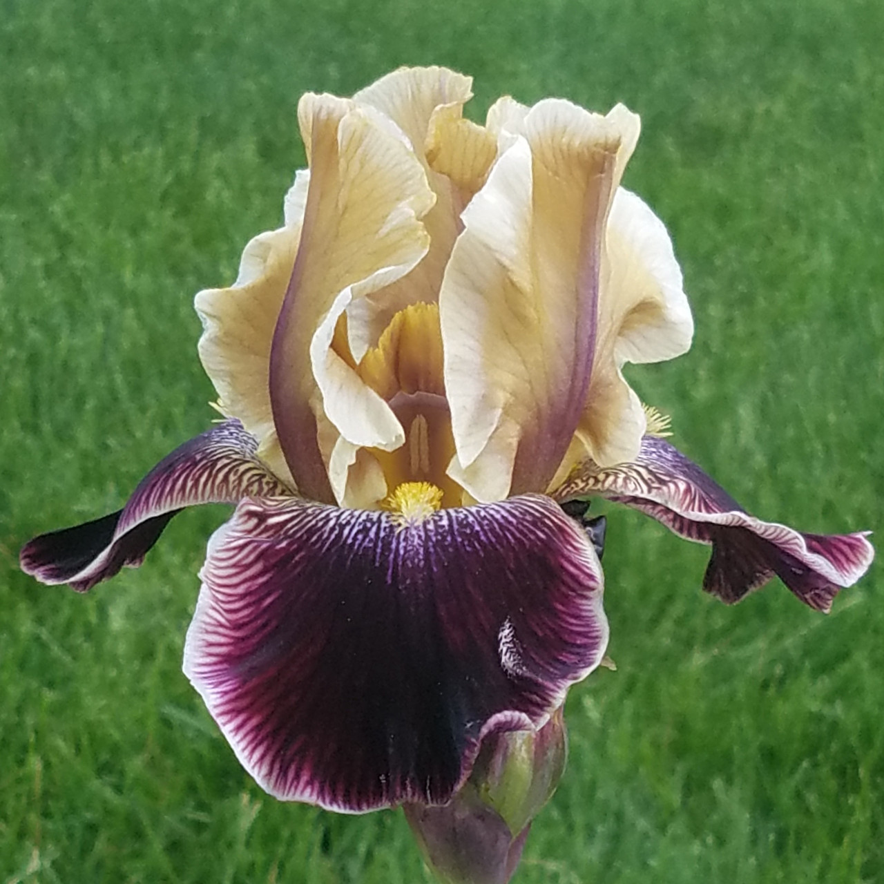 Iris g. 'Table for Two'