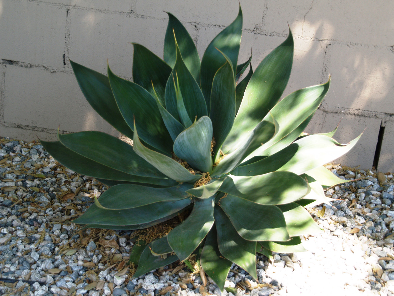 Agave 'Blue Flame' (Blue Flame Agave)