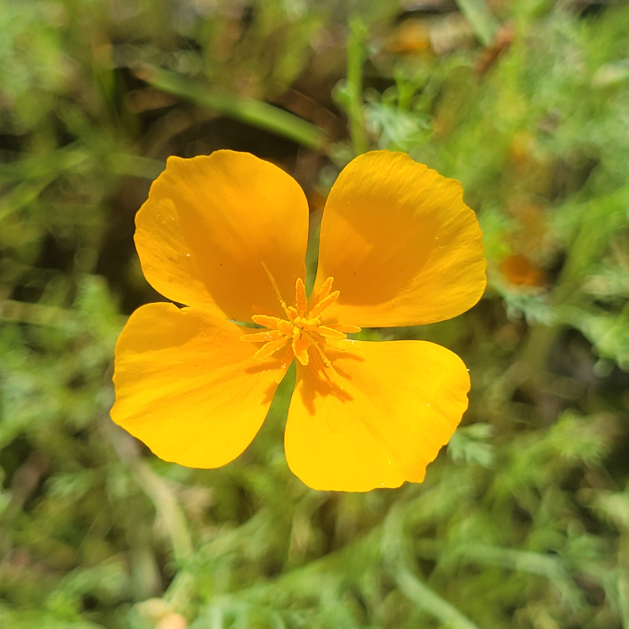 Eschscholzia californica (California Poppy)