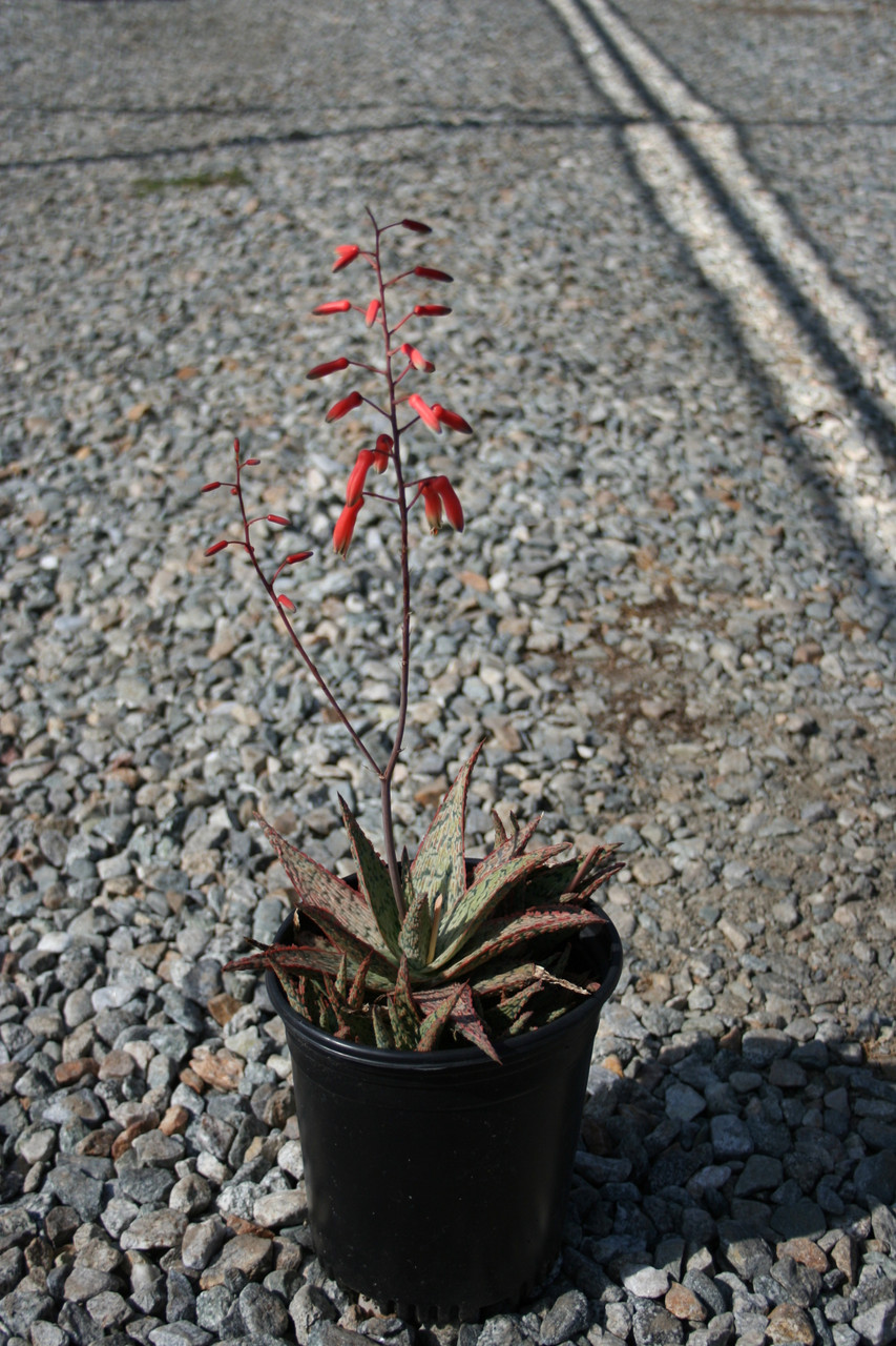 Aloe 'Pink Blush'