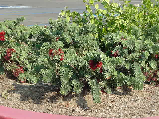 Callistemon Citrinus Little John