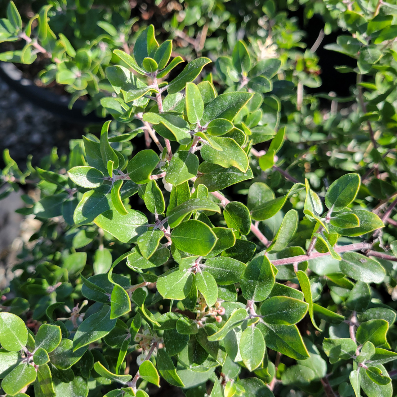 Arctostaphylos 'Sunset' (Manzanita Selection)