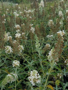 Buddleia 'Buzz™ Ivory' (Dwarf Butterfly Bush - White)