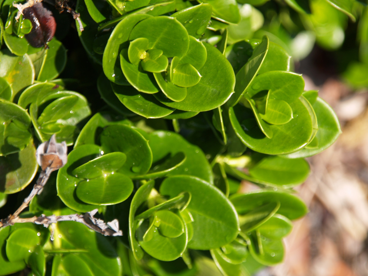 Carissa macrocarpa 'Boxwood Beauty' (Compact Natal Plum)