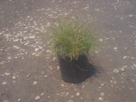 Carex remota (European Meadow Sedge or Remote Sedge)