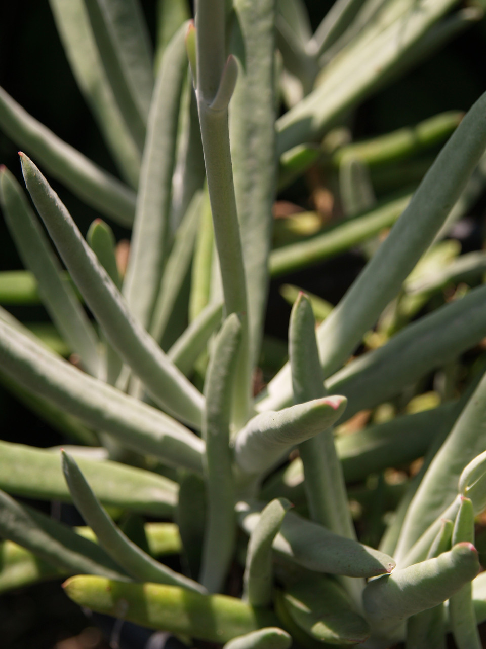 Cotyledon orbiculata var. oblonga (Finger Aloe)