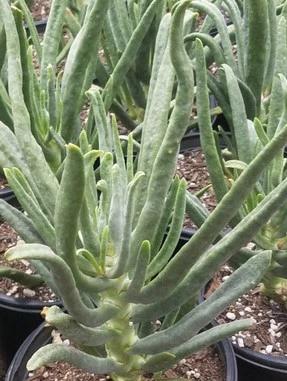 Cotyledon orbiculata var. oblonga (Finger Aloe)