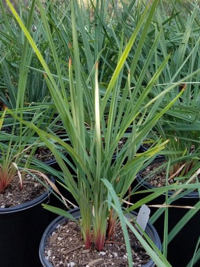 Dianella revoluta 'Little Rev' (PP17,719) (Flax Lily Selection)
