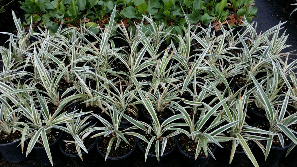 Dianella tasmanica 'Variegata' (NCN)