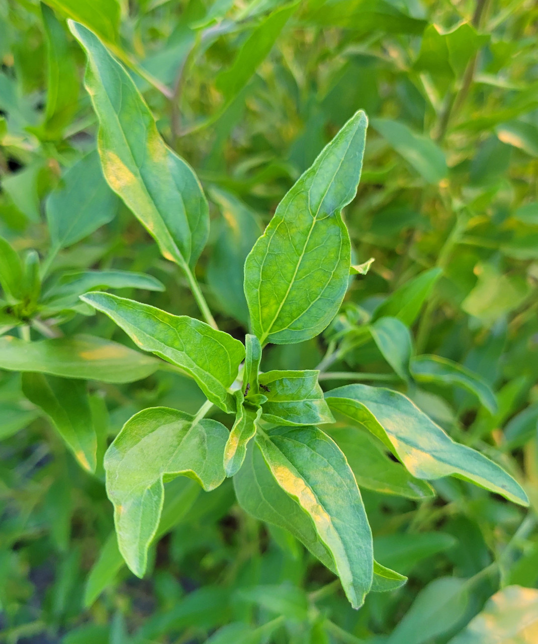 Encelia californica (Coast Sunflower)