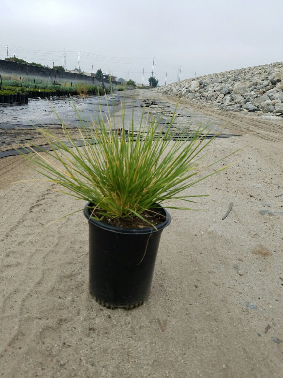 Festuca mairei (Atlas Fescue)