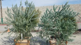 Acacia covenyi (Blue Bush)