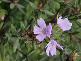 Chondropetalum elephantinum (Large Cape Rush)