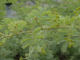Acacia covenyi (Blue Bush)