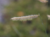 Chondropetalum elephantinum (Large Cape Rush)
