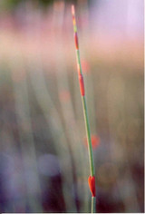 Chondropetalum elephantinum (Large Cape Rush)