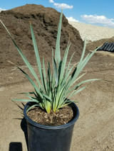 Chondropetalum elephantinum (Large Cape Rush)