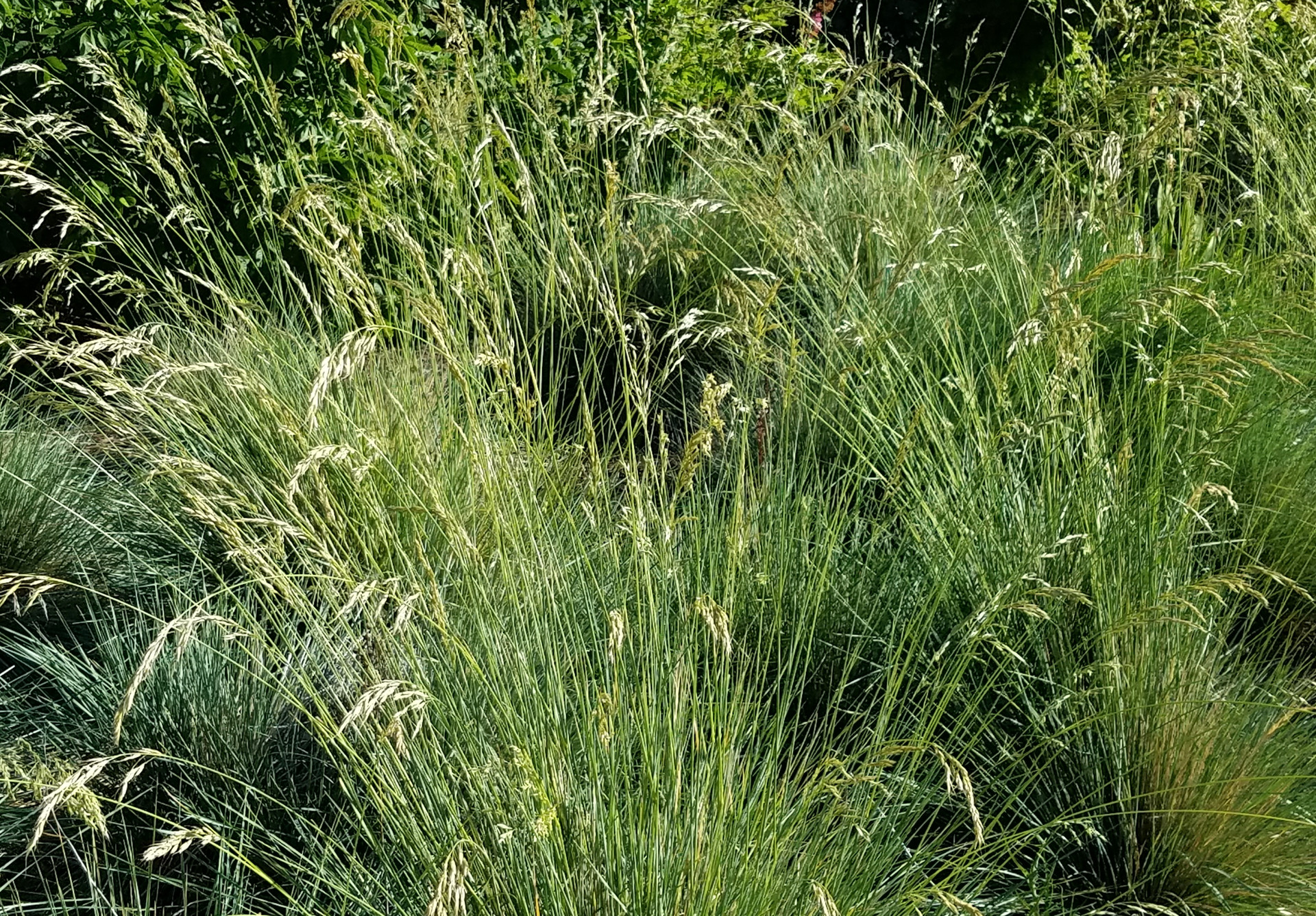 Helictotrichon sempervirens (Blue Oat Grass)