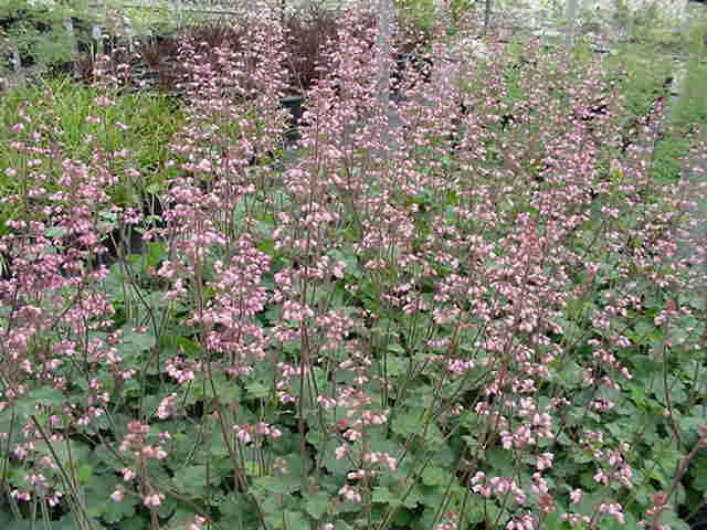 Heuchera 'Wendy' (Alum Root Hybrid)
