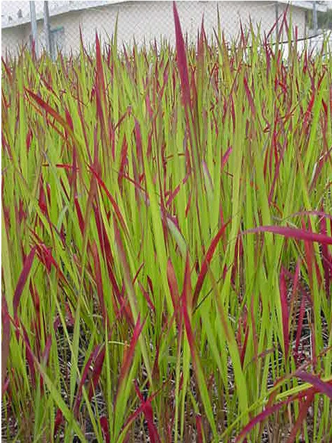 Imperata cylindrica ‘Rubra’ (Japanese Blood Grass)