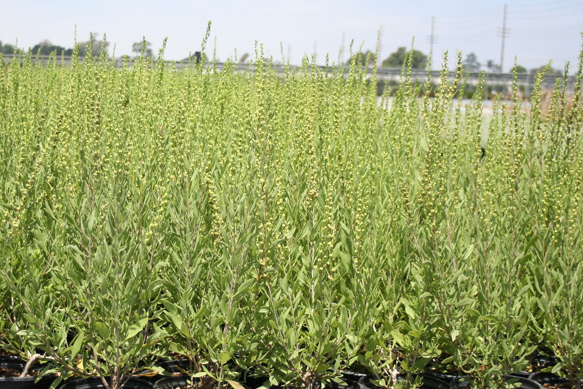 Isocoma menziesii (Haplopappus venetus) (Golden Bush)