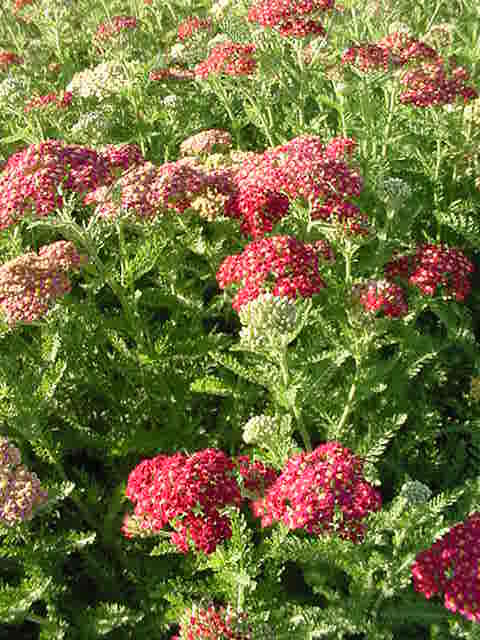 Achillea millefolium 'Paprika' (Common Yarrow - Pastel Red)