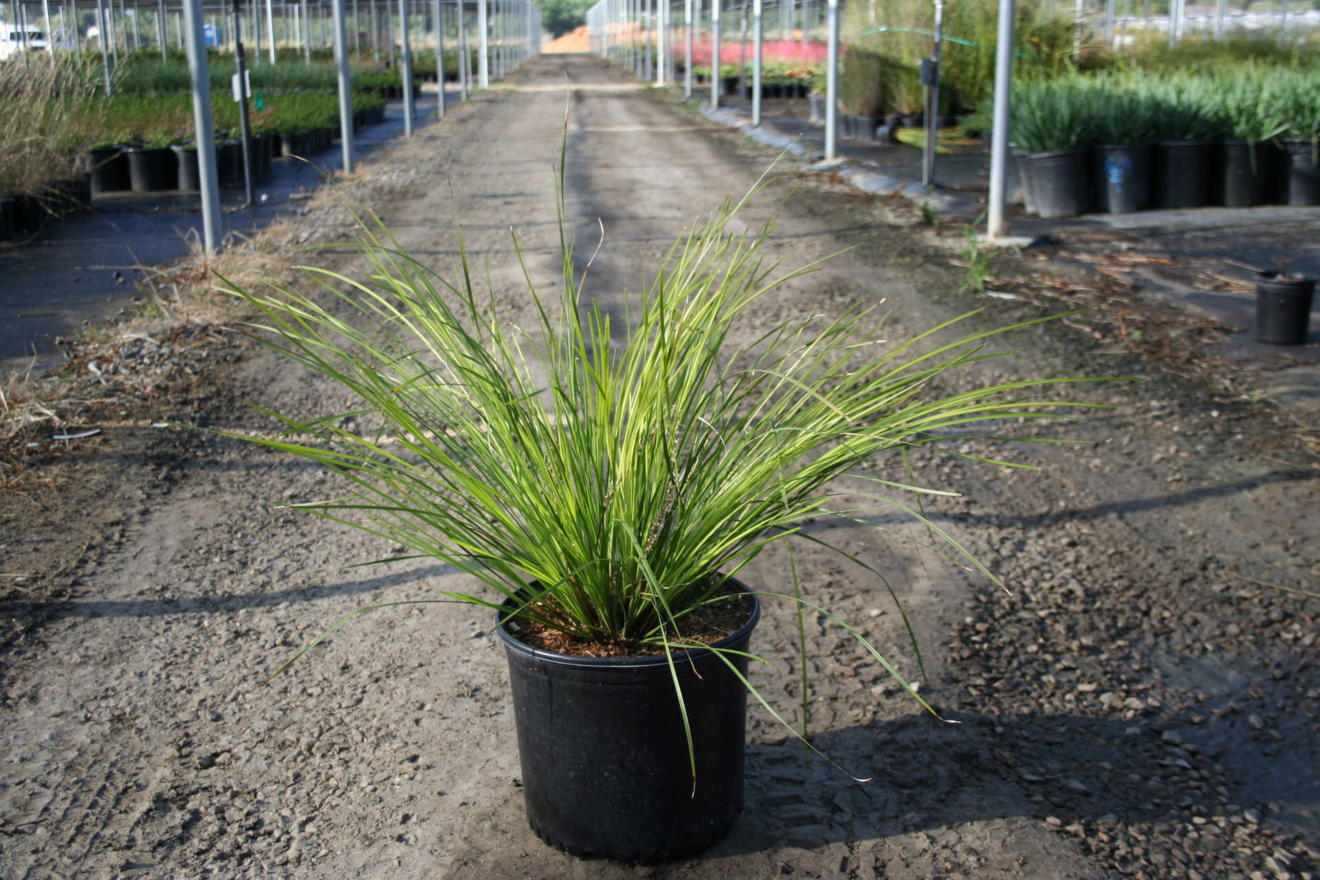 Lomandra longifolia 'Katrinus Deluxe' PP (19,262) (Mat Rush Hybrid)