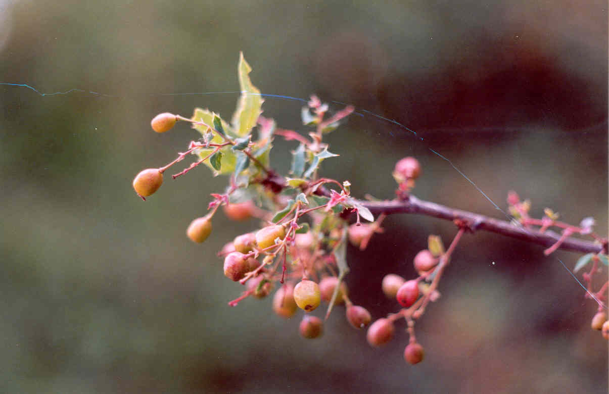 Euphorbia tirucalli 'Sticks on Fire' (Firestick Plant, Red Pencil Tree)