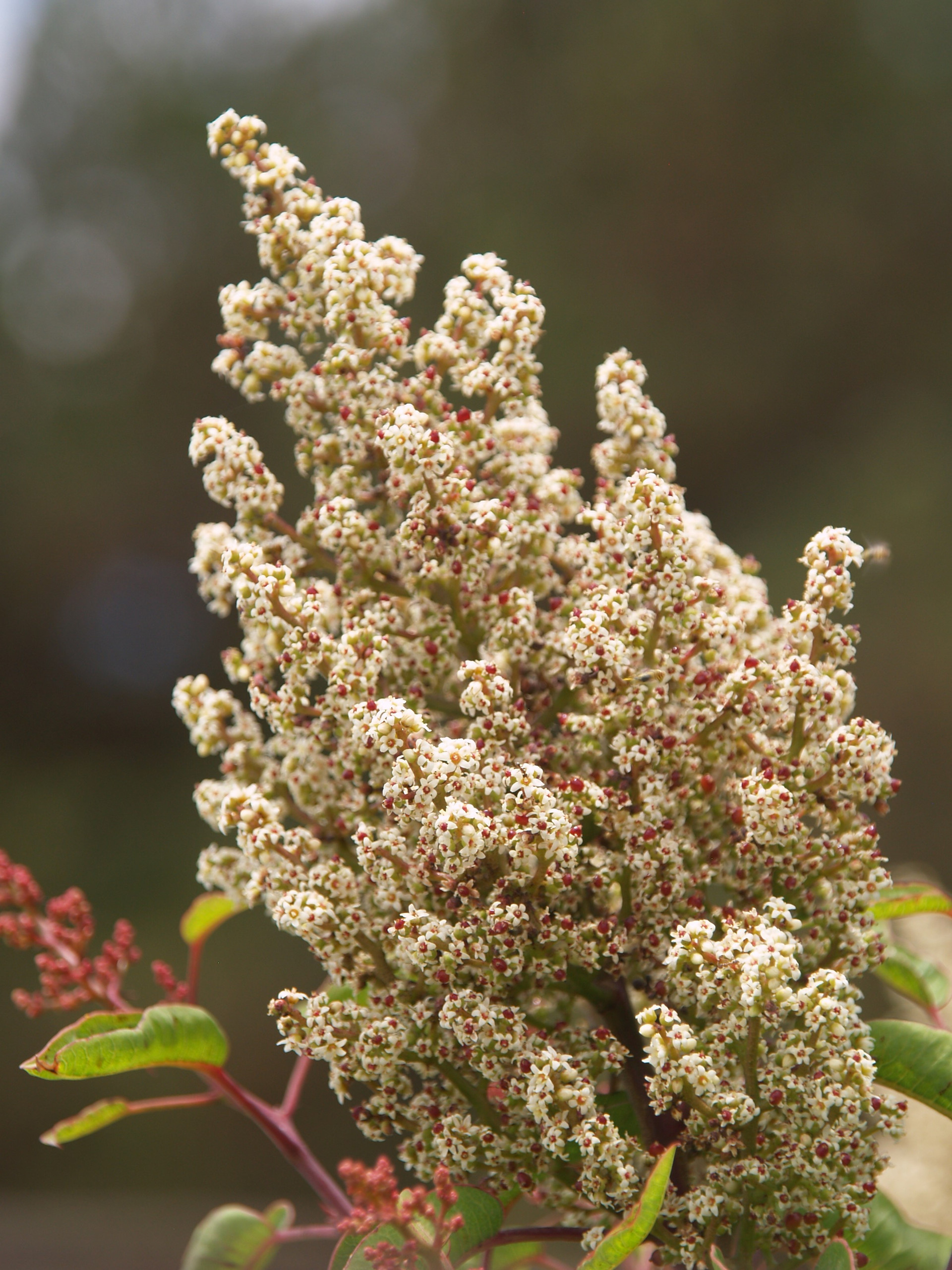 Malosma laurina (Rhus laurina) (Laurel Sumac)