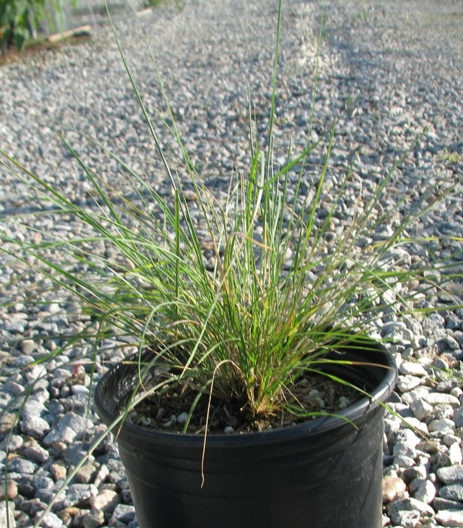 Melica imperfecta (Coast Range Melic)