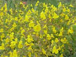 Plants by Genus - California Natives - Mimulus - El Nativo Growers