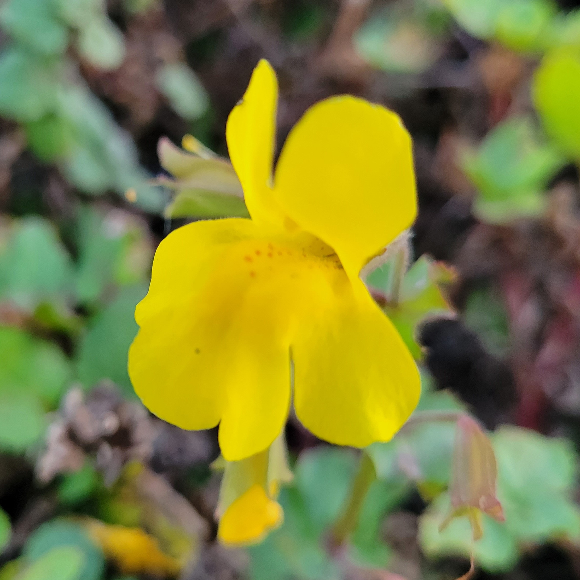 Mimulus 'Eleanor' 1g