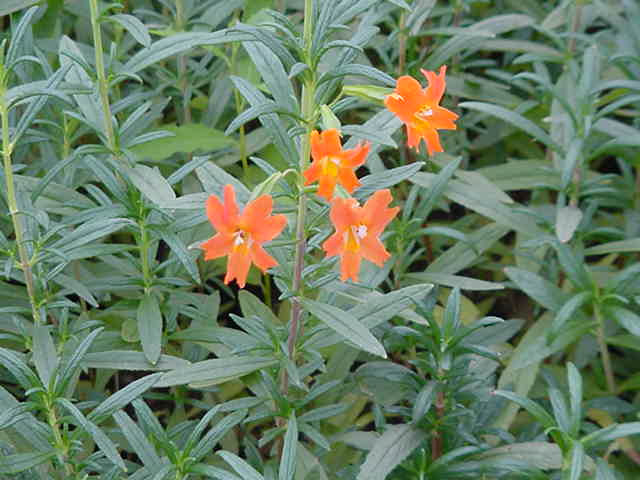 Mimulus puniceus (Diplacus) (Red Monkeyflower)