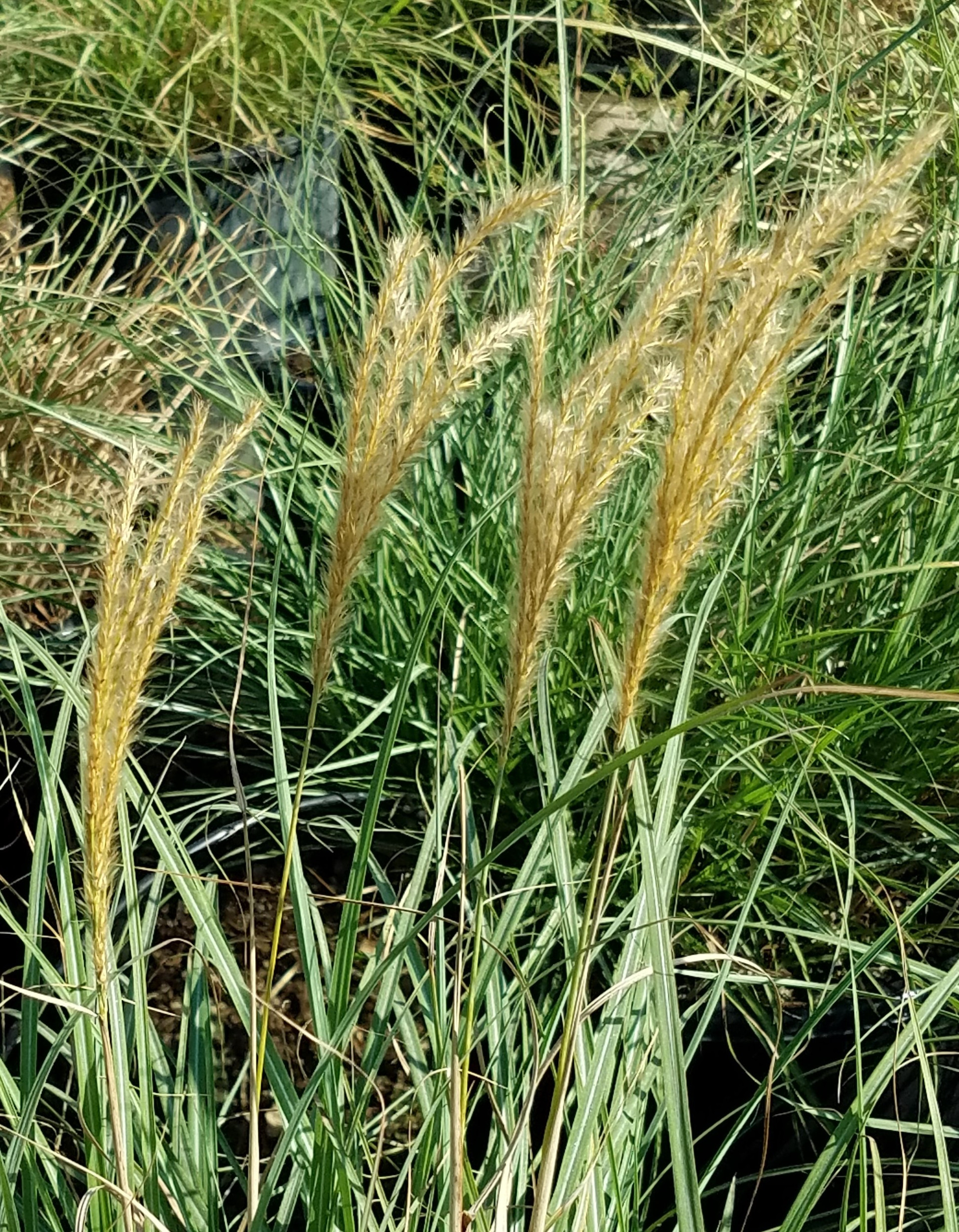 Miscanthus Sinensis Adagio Dwarf Maiden Grass