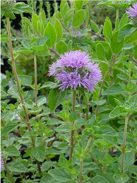 Monardella villosa 'Russian River' (Coyote Mint Selection)