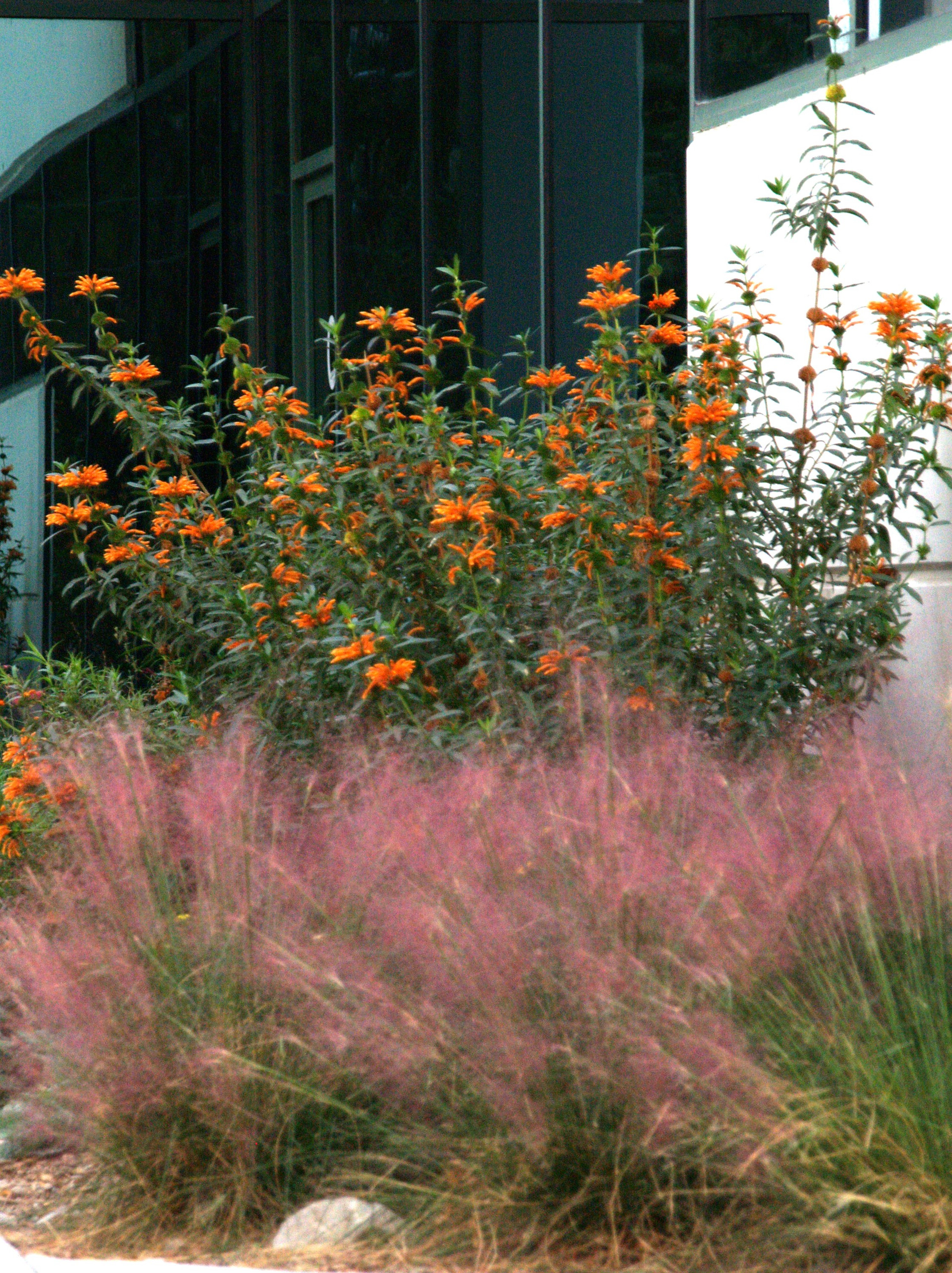 Muhlenbergia Dubia Pine Muhly