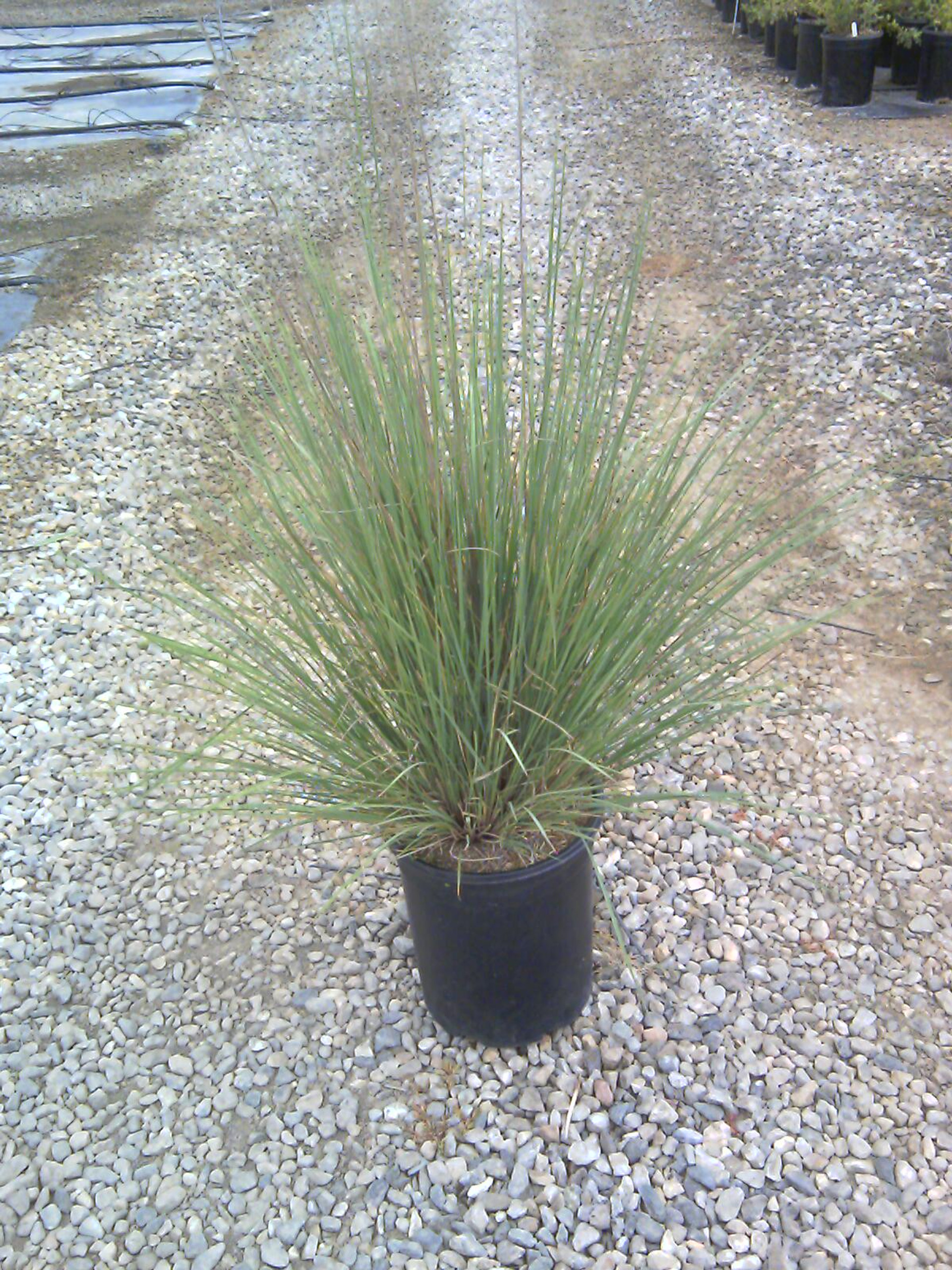 Muhlenbergia Dubia Pine Muhly