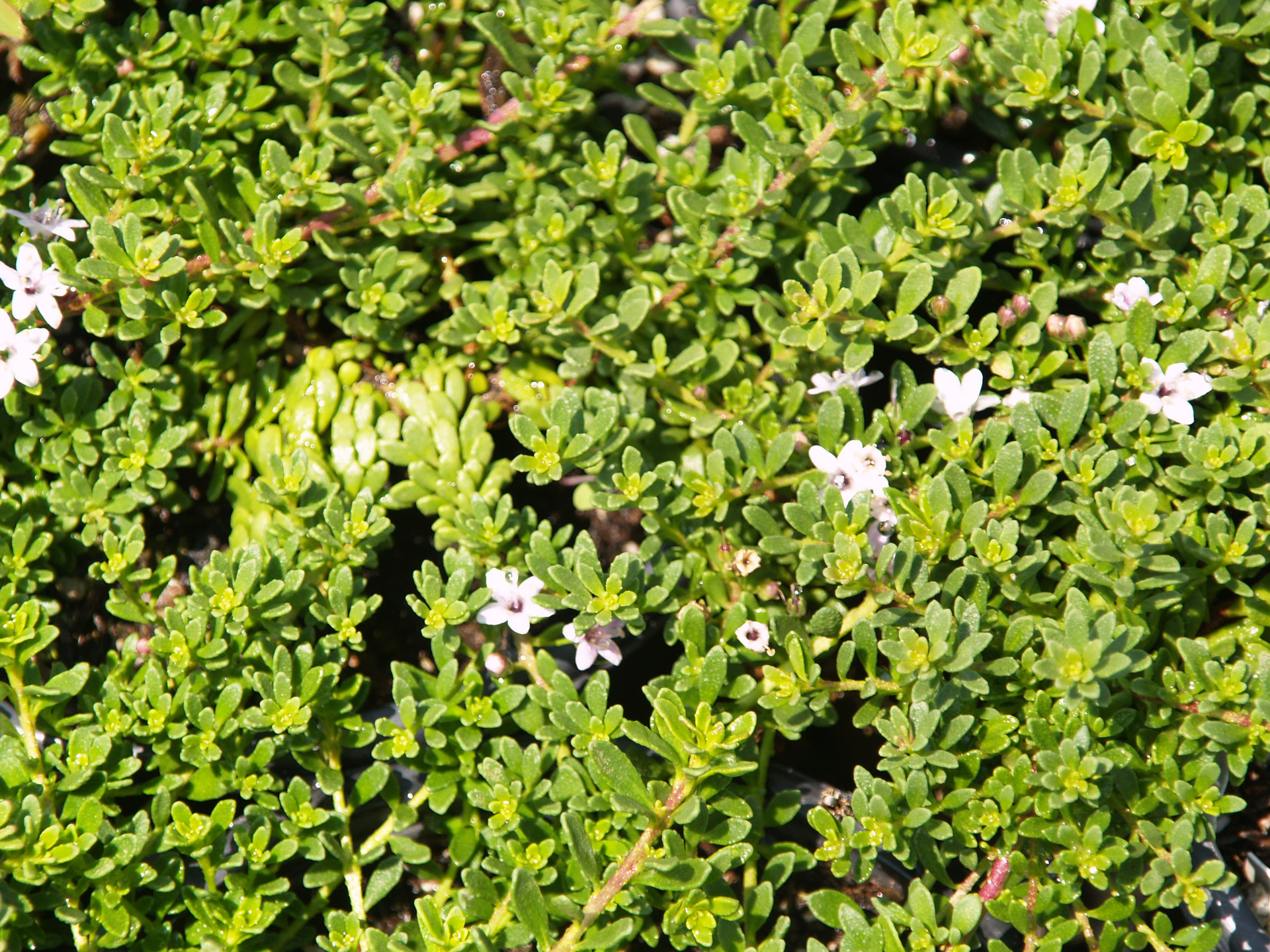 Acacia redolens 'Low Boy' (Prostrate Acacia)