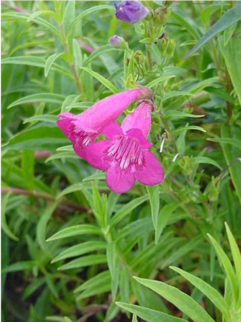 Penstemon eatonii (Firecracker Penstemon)