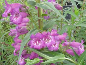 Penstemon 'Midnight' (Purple Border Penstemon)