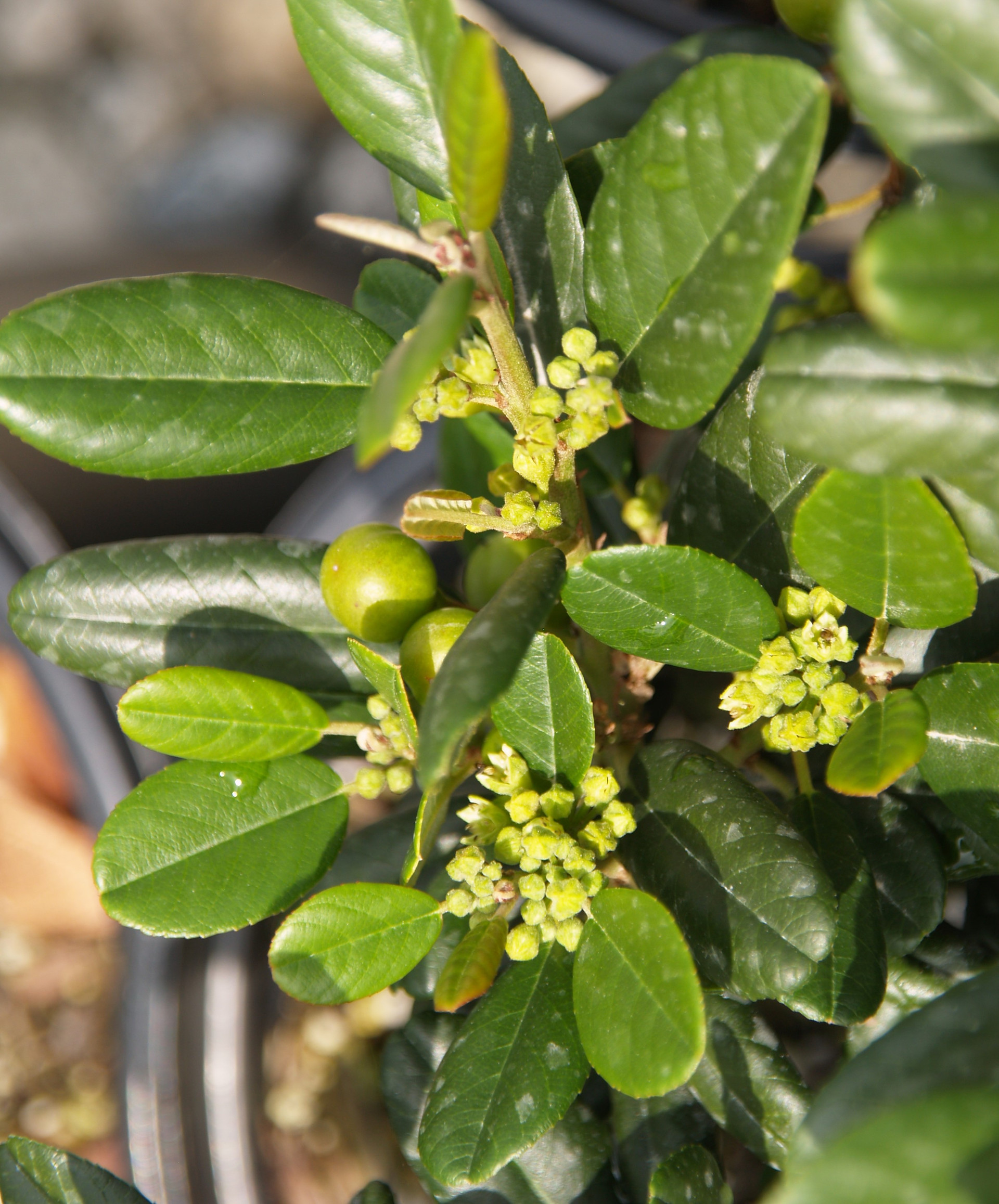 Rhamnus crocea (Spiny Redberry)