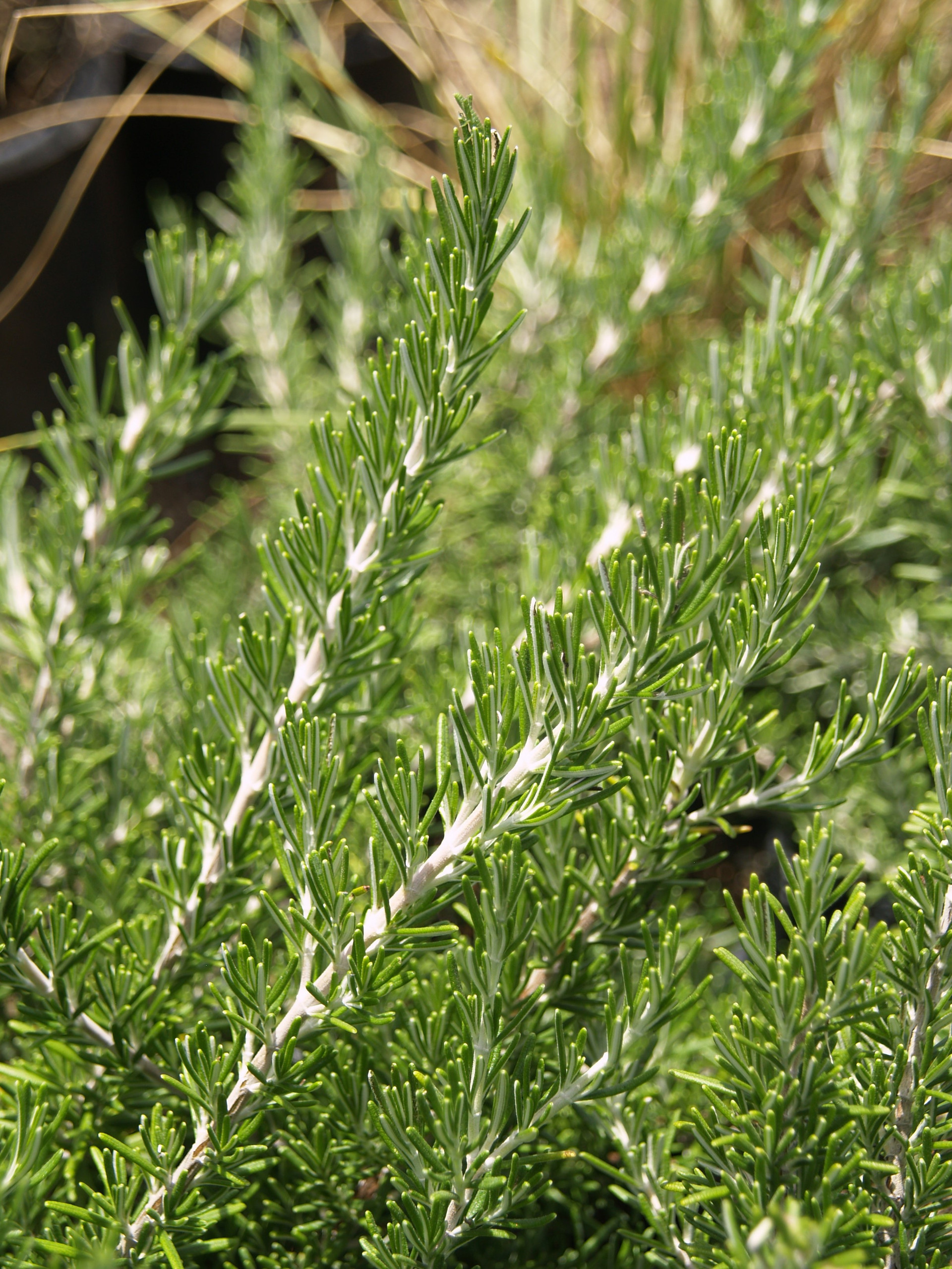 Rosmarinus officinalis 'Huntington Carpet' (Prostrate Rosemary Selection)