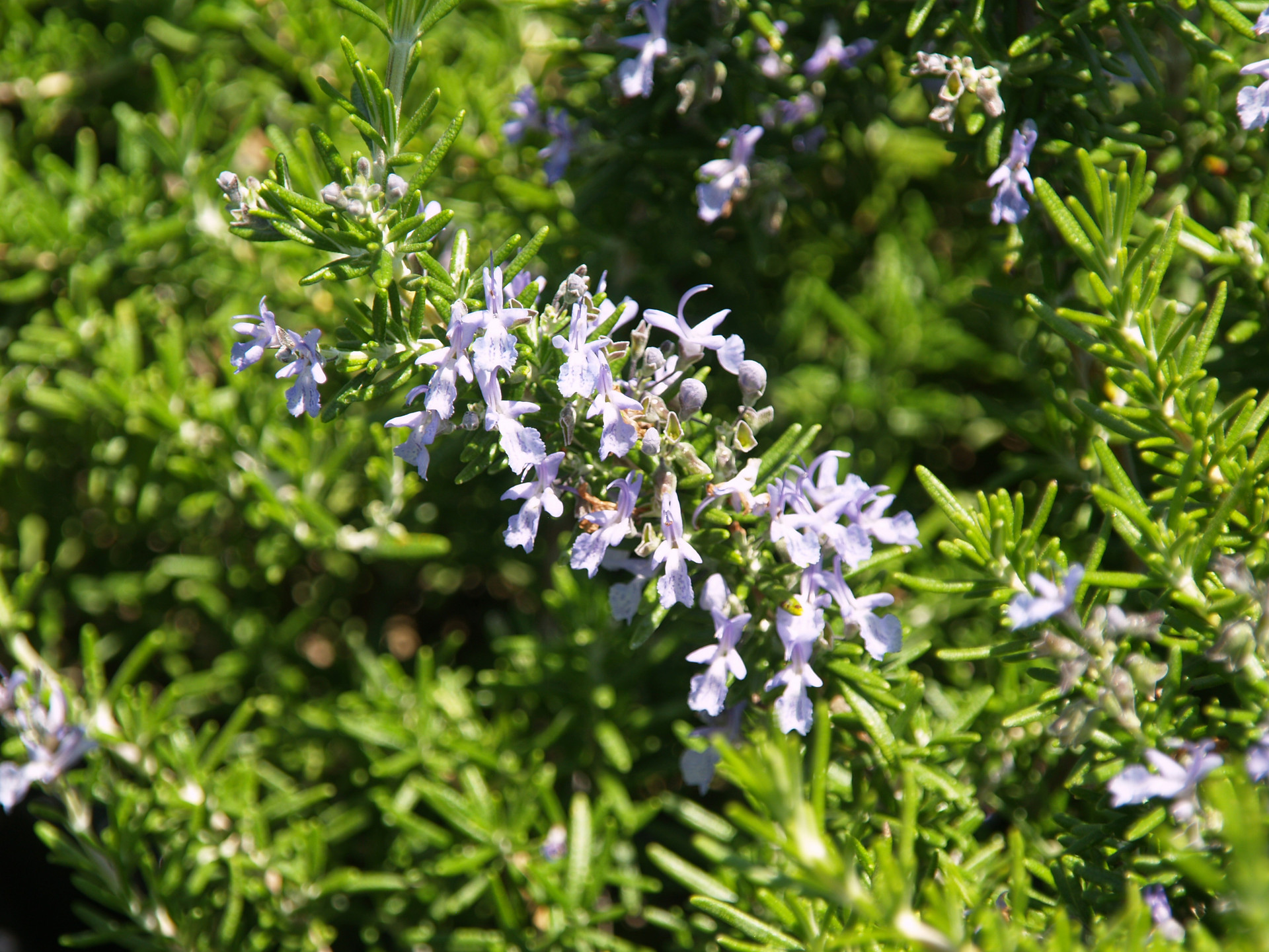 Rosmarinus officinalis Irene PP 09,124 (Prostrate Rosemary Selection)