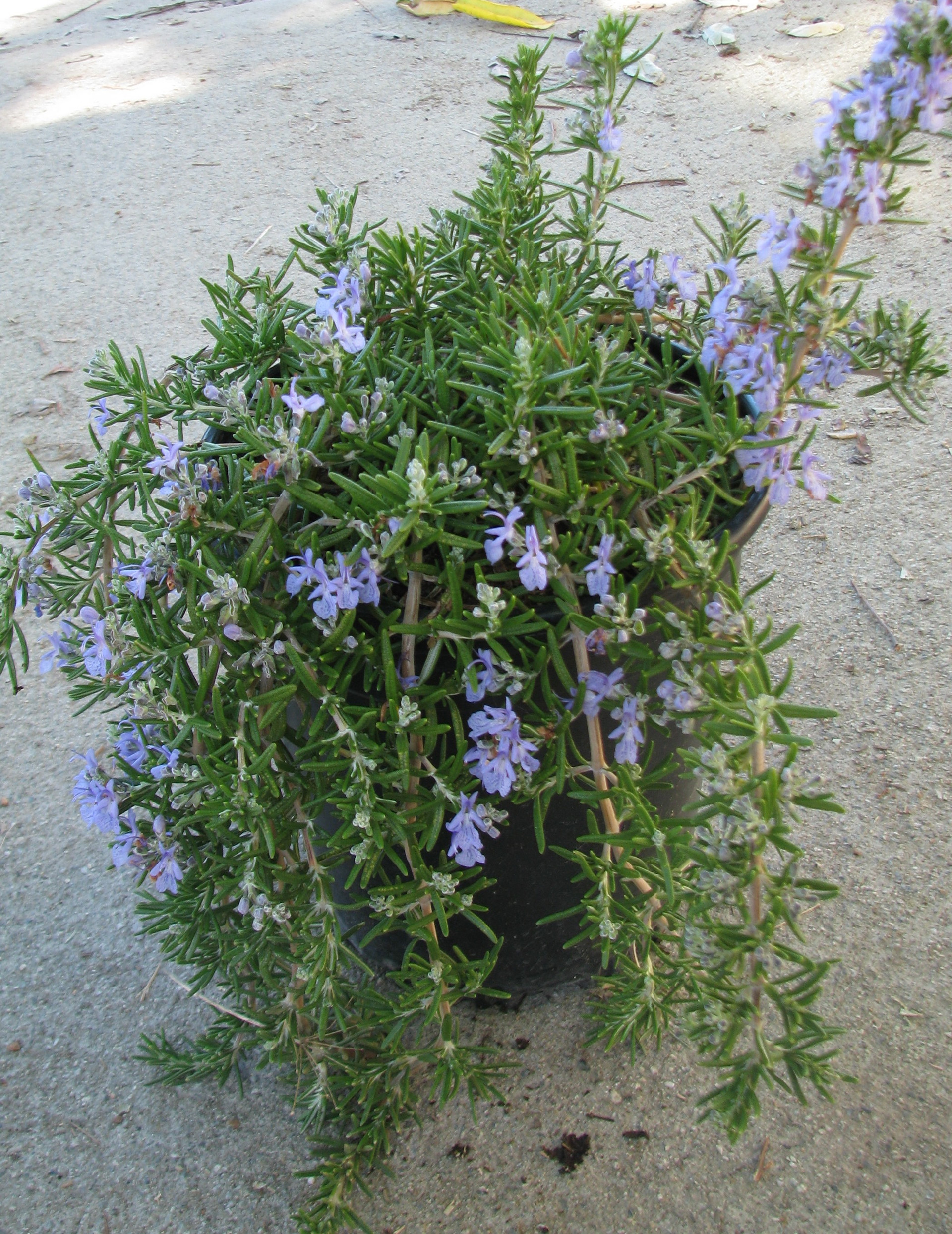 Rosmarinus officinalis Irene PP 09,124 (Prostrate Rosemary Selection)