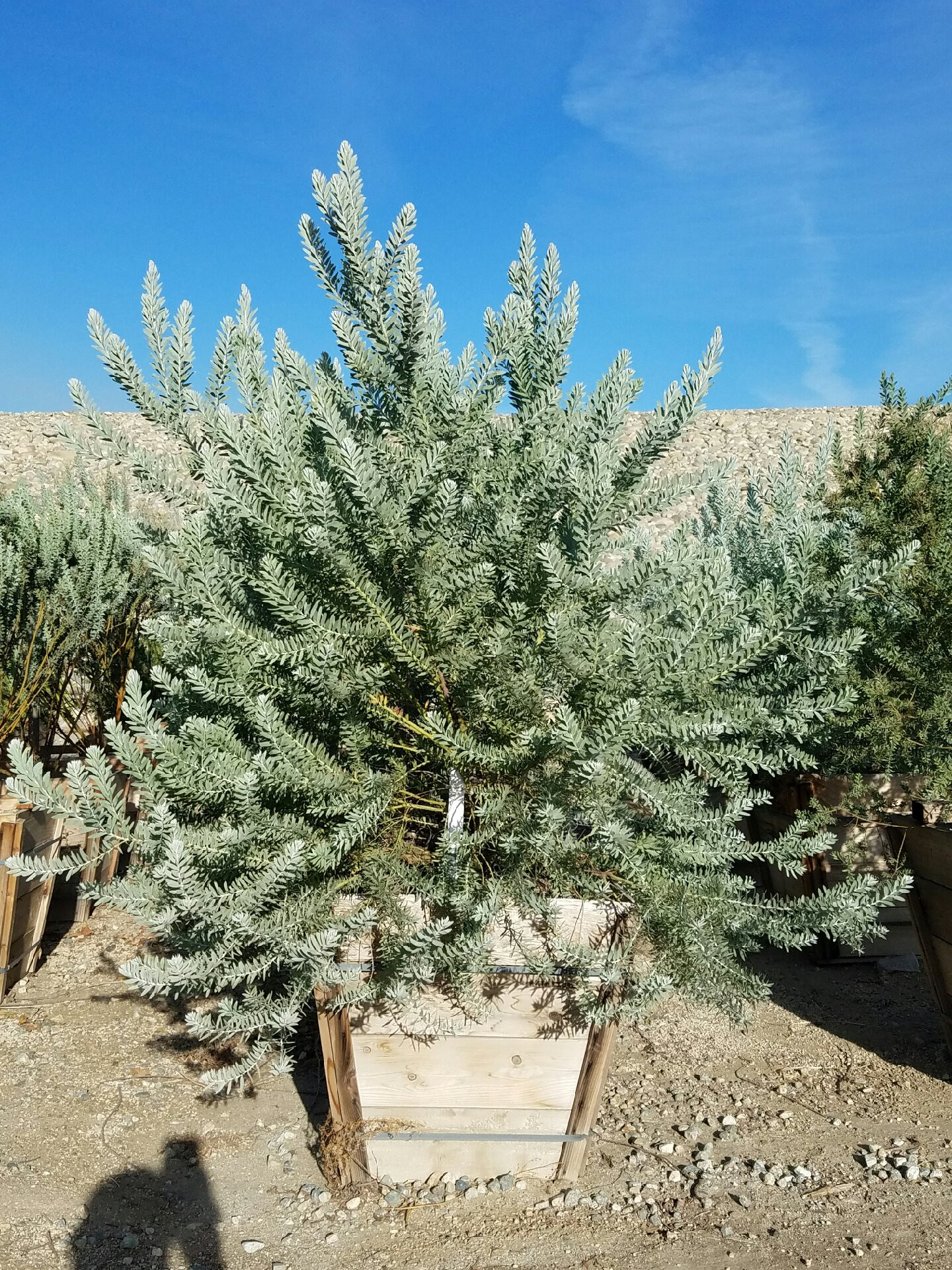 Acacia covenyi (Blue Bush)
